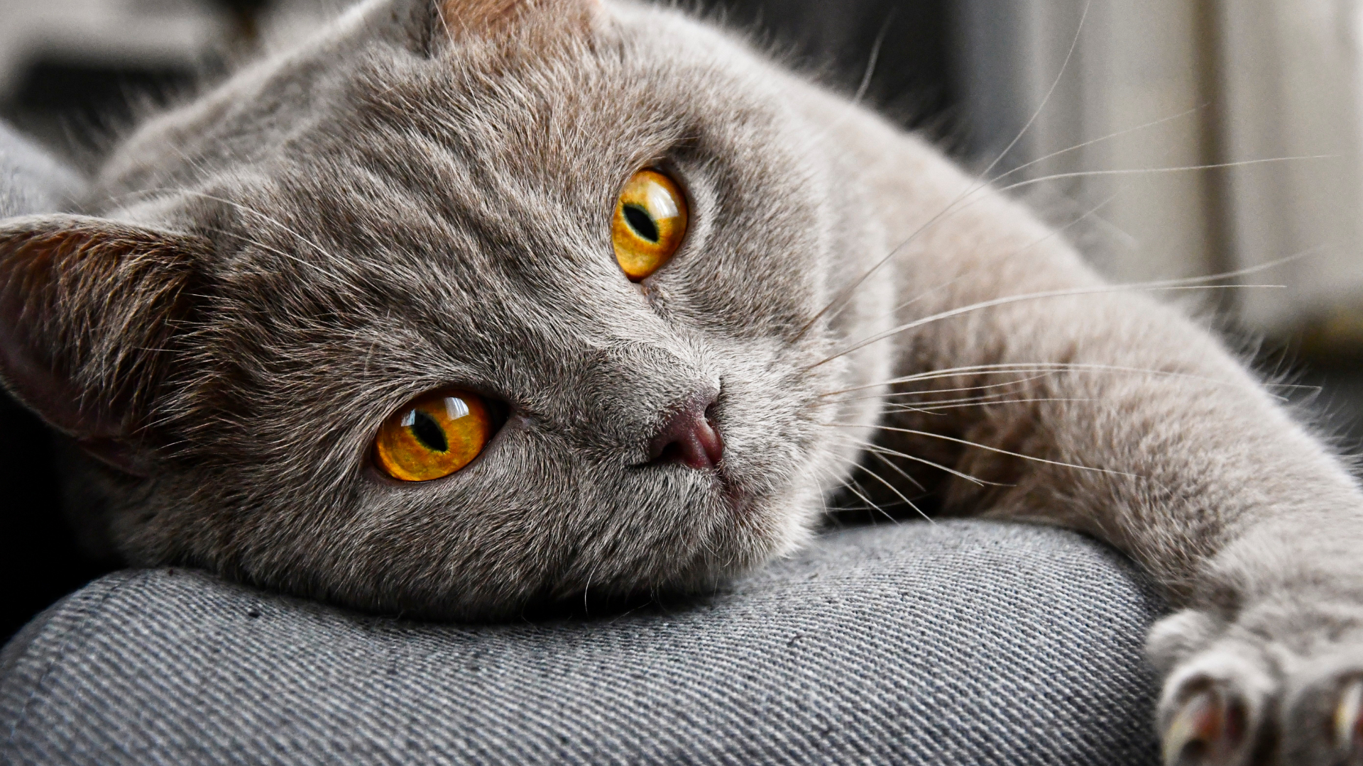 Katzenschnupfen – Symptome erkennen und richtig behandeln – KatKare
